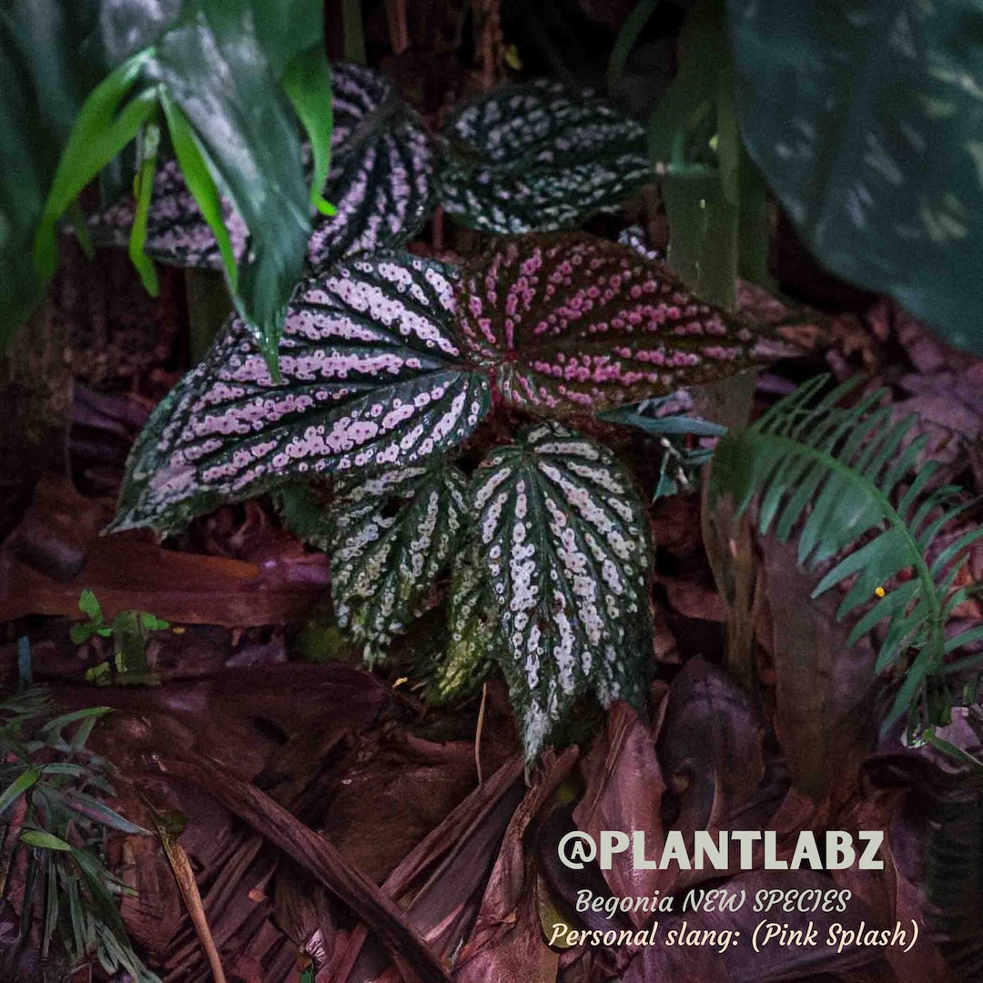 Ultra Rare Begonia "newly Discovered" Mystery Pack - 20+ Seeds - Etsy