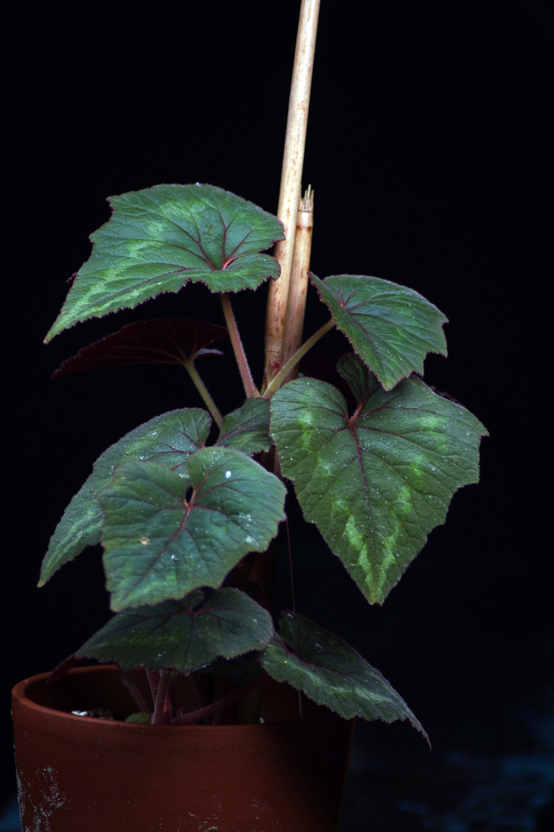 Rare Begonia Cathayana 2.5-inch Pot propagated to - Etsy