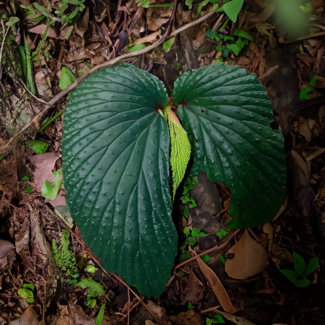 B44 Super Rare Begonia Sp Kalimantan DISC April 2024 Starter Terrarium ...