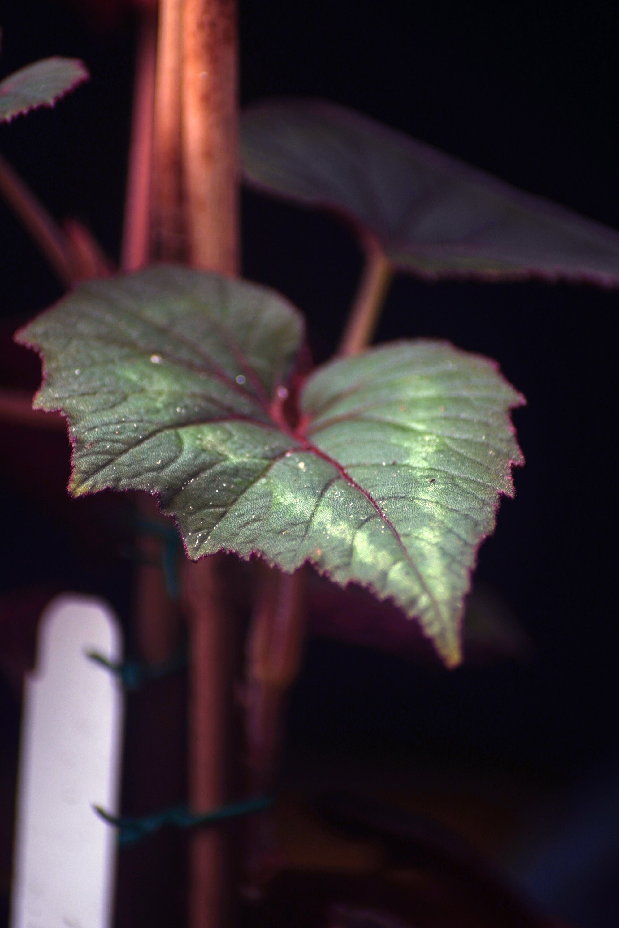 Rare Begonia Cathayana 2.5-inch Pot propagated to - Etsy