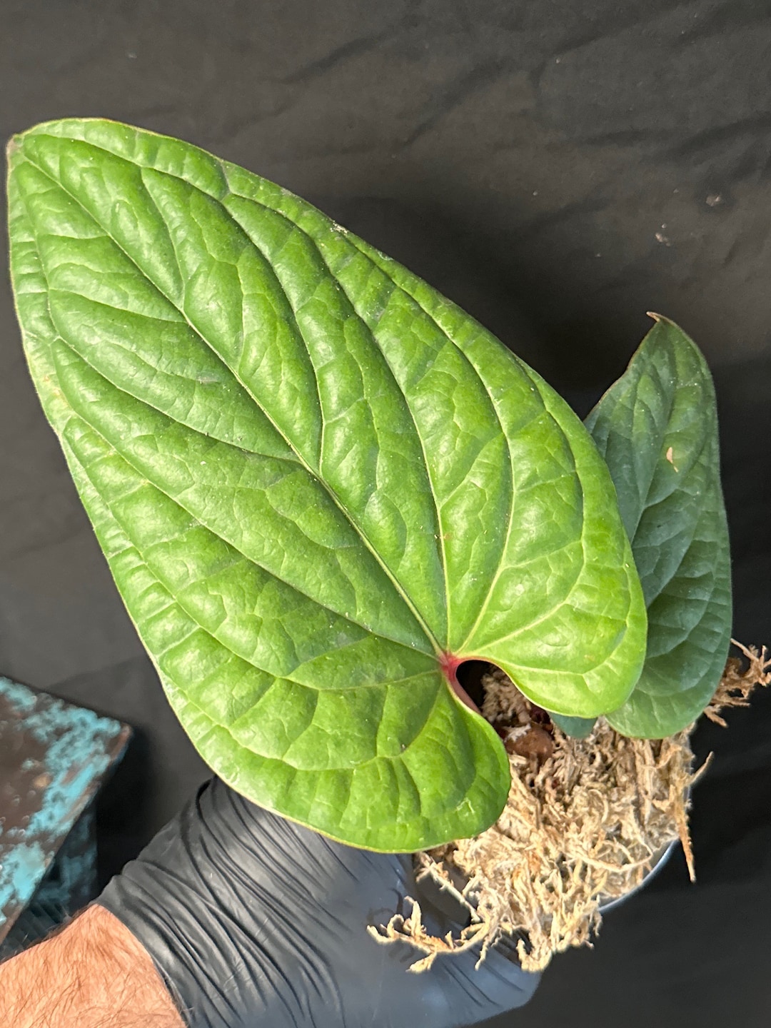 Rare Anthurium Radicans X Luxurians 4-inch Pot exact Plant - Etsy