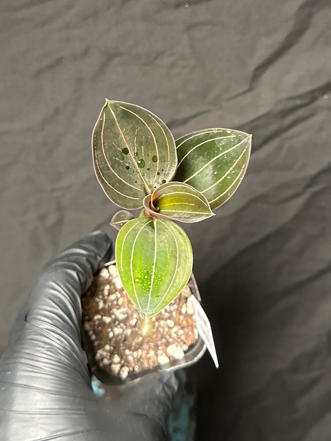 Rare Terrestrial Orchid Ludochilus 'sea Turtle' exact Plant No.1 - Etsy