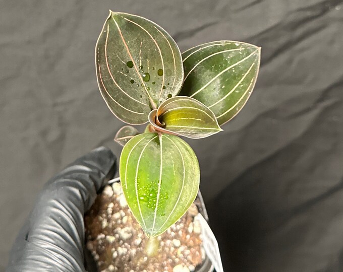 Rare Terrestrial Orchid Ludochilus 'sea Turtle' exact Plant No.1 - Etsy