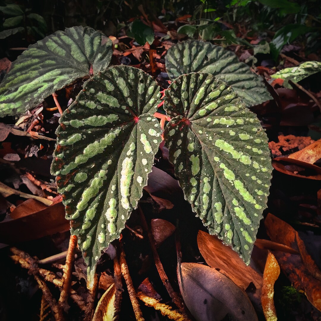 Super Rare Begonia Sp. Atricha Strong Green 20 Seeds - Etsy