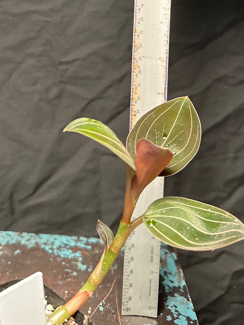 Rare Terrestrial Orchid Ludochilus 'sea Turtle' exact - Etsy