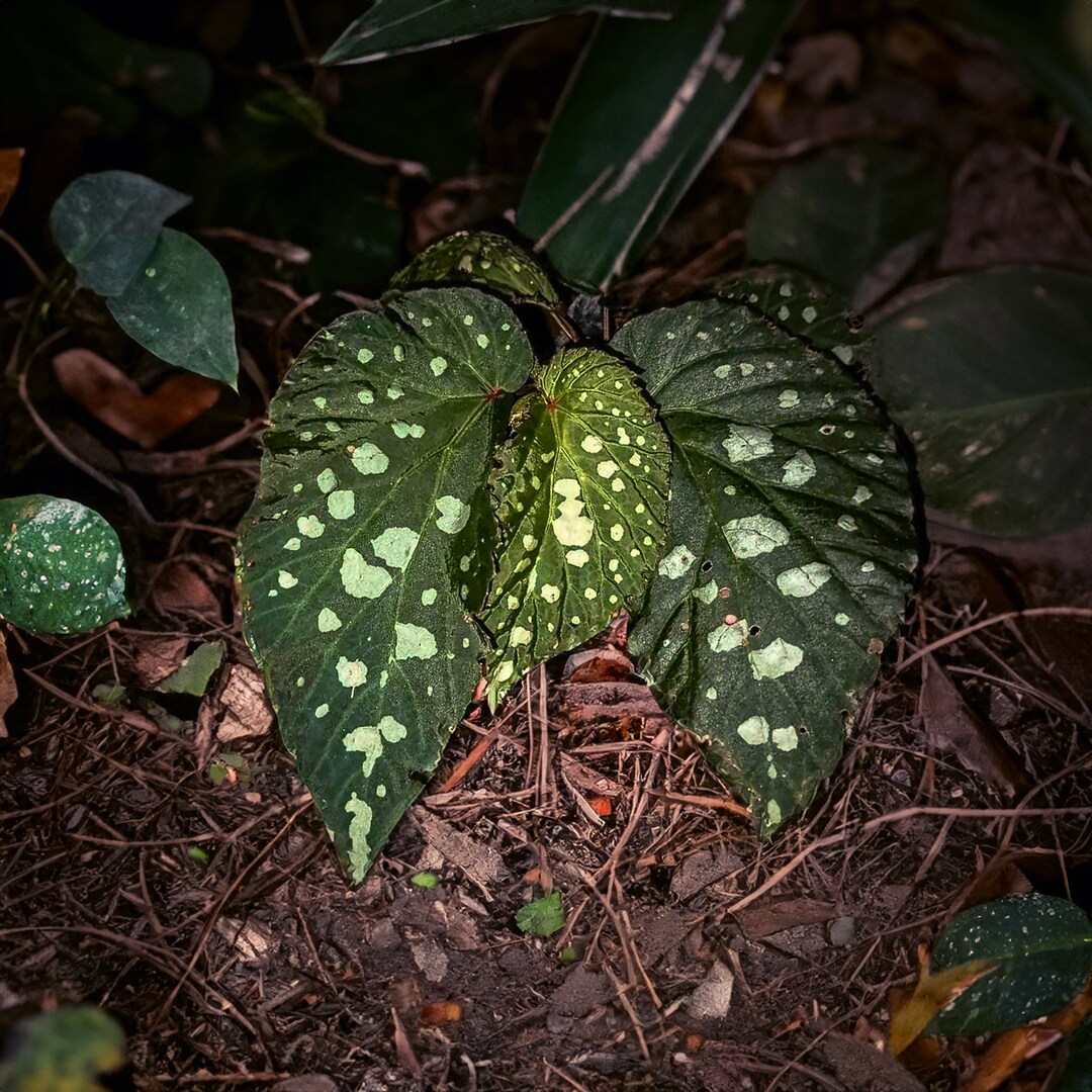 Super Rare Begonia Sp. Mantuk Strong Green 20 Seeds - Etsy