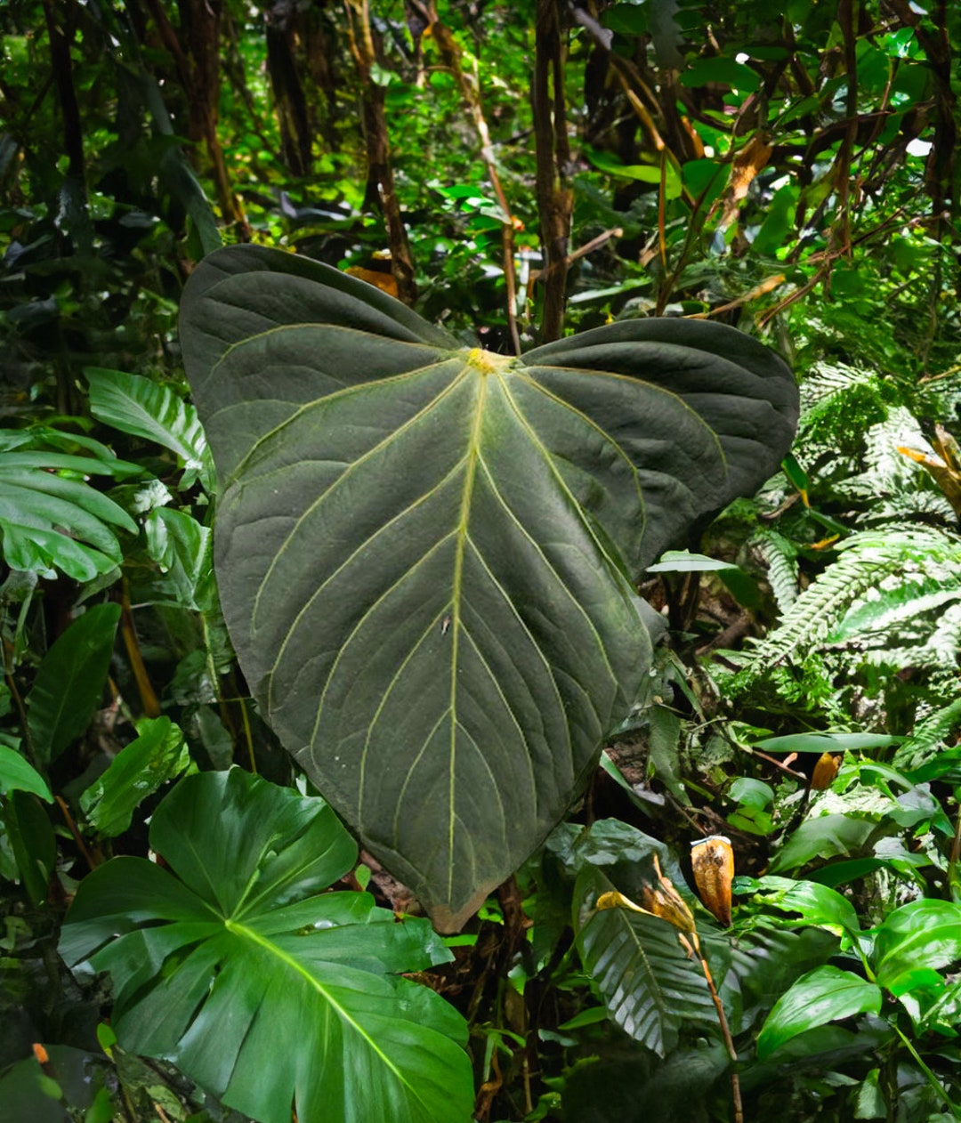 A6 Anthurium Portilae Low Light Indoor House Plant Rare Aroid Unique ...