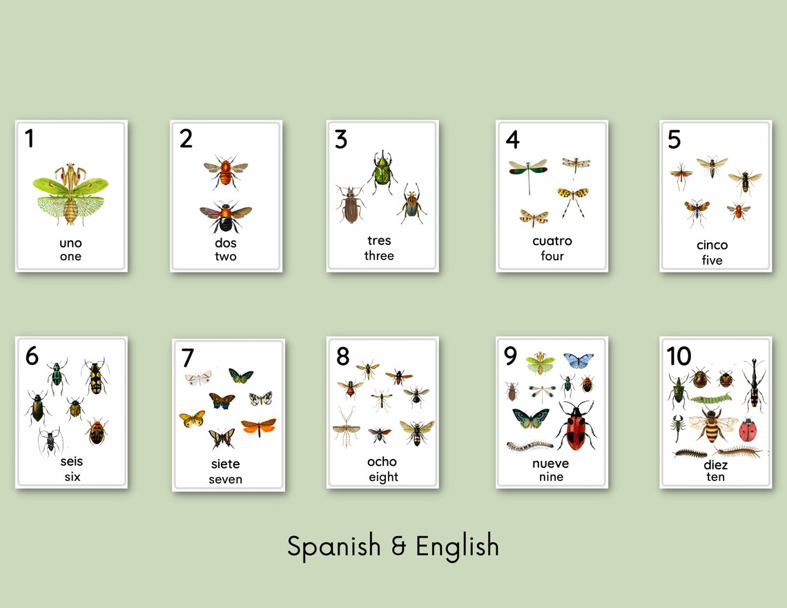 Printable Number Flashcards Bilingual Education Montessori Insects ...