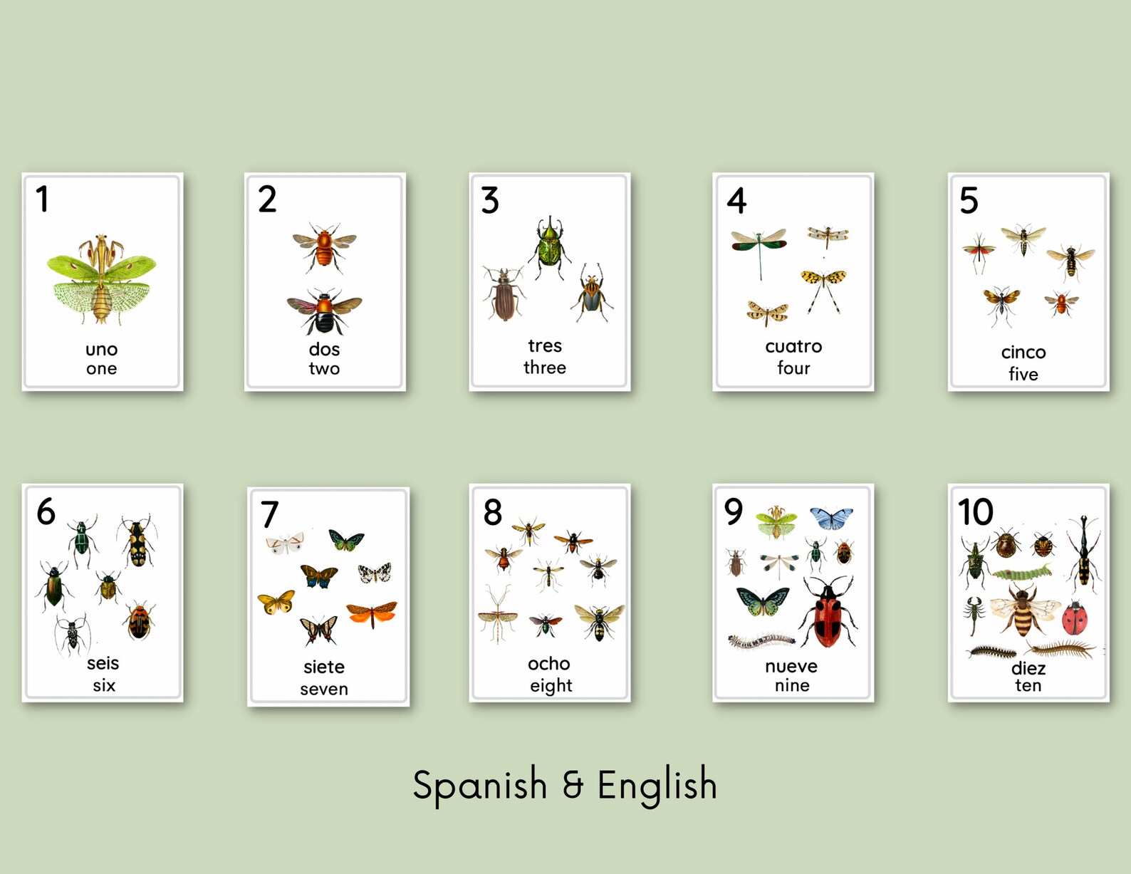 Printable Number Flashcards Bilingual Education Montessori Insects ...