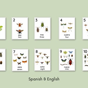 Printable Number Flashcards Bilingual Education Montessori Insects ...