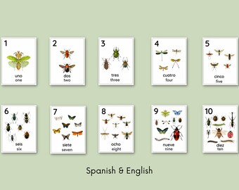 Spanish Number Flashcards - Etsy