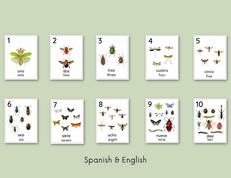 Tarjetas de Números Imprimibles Educación Bilingüe Tarjetas de Insectos ...