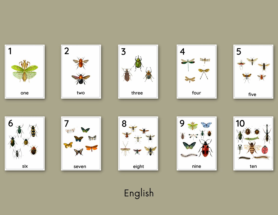 Printable Number Flashcards Bilingual Education Montessori Insects ...