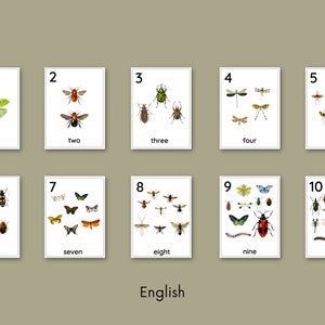 Printable Number Flashcards Bilingual Education Montessori Insects ...