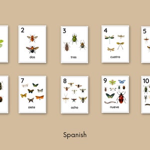 Printable Number Flashcards Bilingual Education Montessori Insects ...