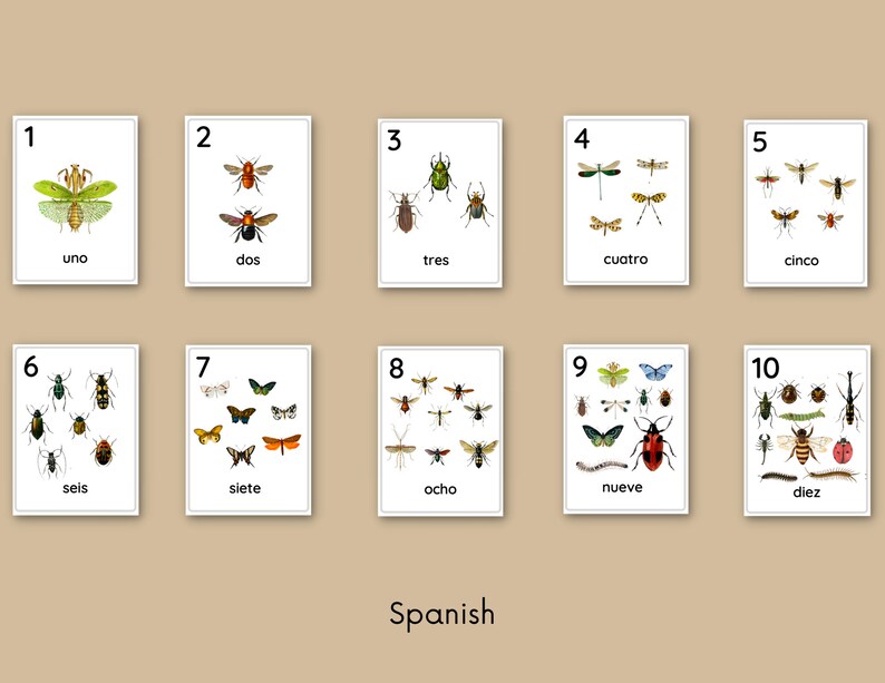 Printable Number Flashcards Bilingual Education Montessori Insects ...
