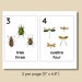 Printable Number Flashcards Bilingual Education Montessori Insects ...