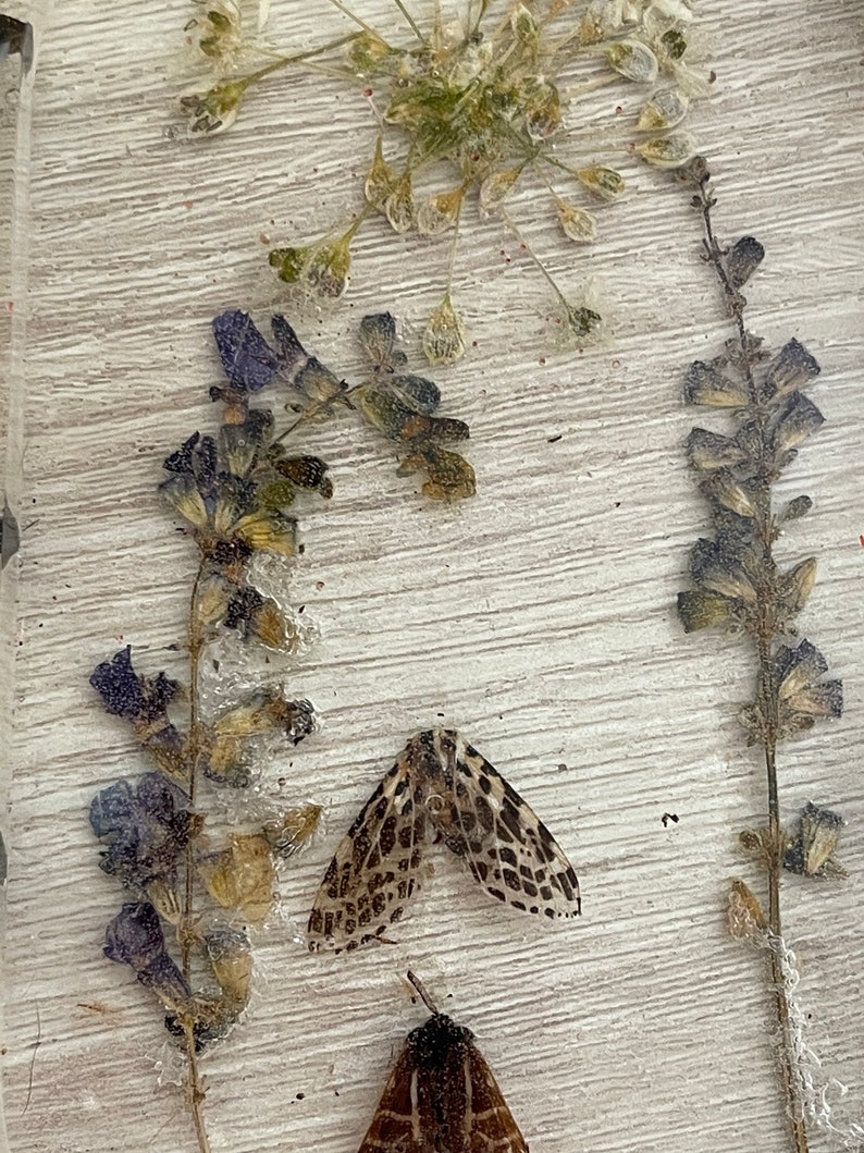 Moth Resin Tray - Etsy