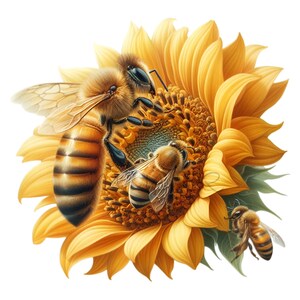 Bee on Sunflower Clipart 12 PNG Realistic Honey Bee Illustration High ...