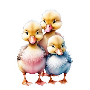 Adorable Duckling PNG Clipart, 12 Cute Baby Ducks Illustration ...