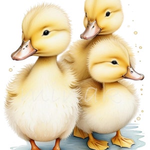 20 Cute Baby Duck Clipart PNG, Fluffy Yellow Duckling With Spring ...