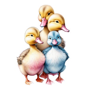 Adorable Duckling PNG Clipart, 12 Cute Baby Ducks Illustration ...