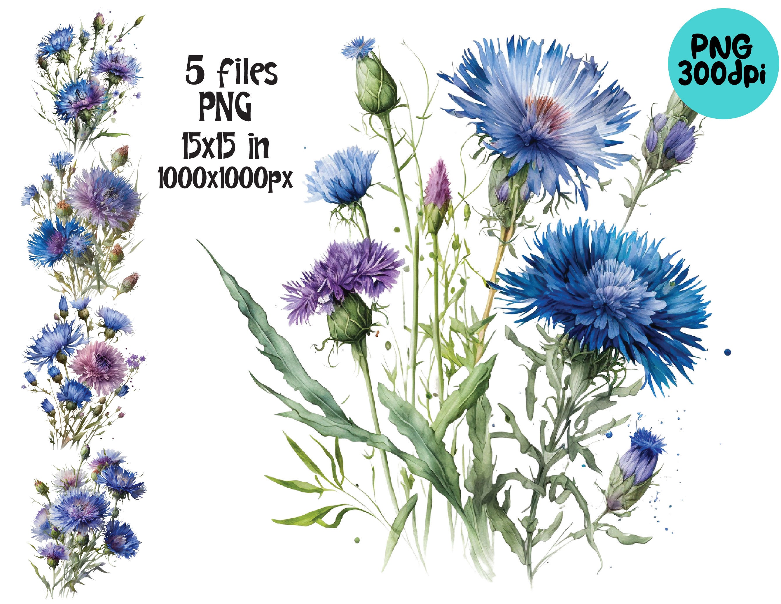Blue Cornflower Drawing
