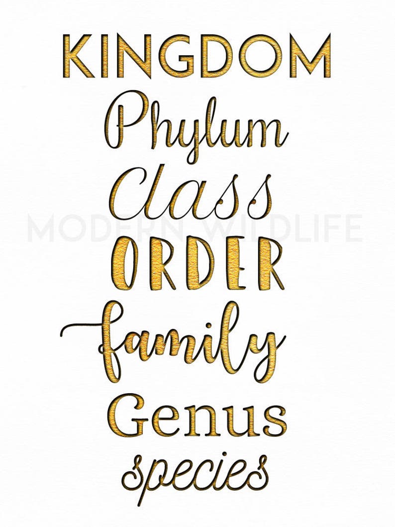 Biology Posters - Set of 4, Taxonomic Ranks, Printable Taxonomy Wall ...
