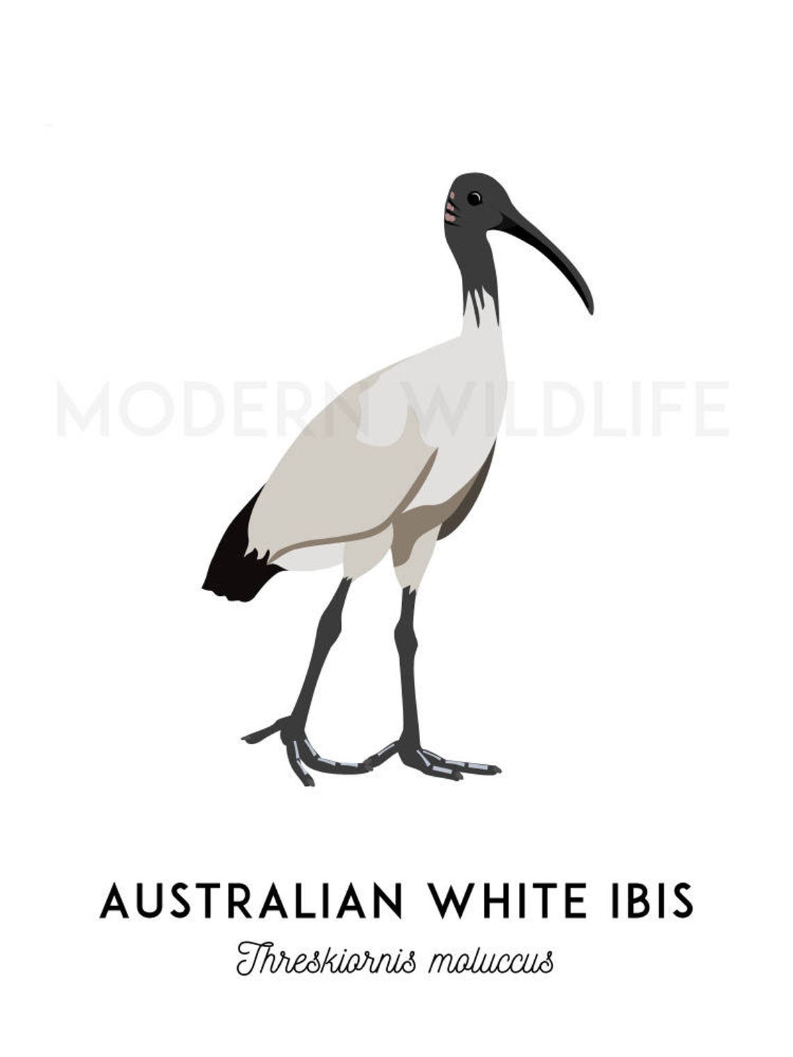 White Ibis Print, Printable Bird Print, Animal Poster, Australian ...