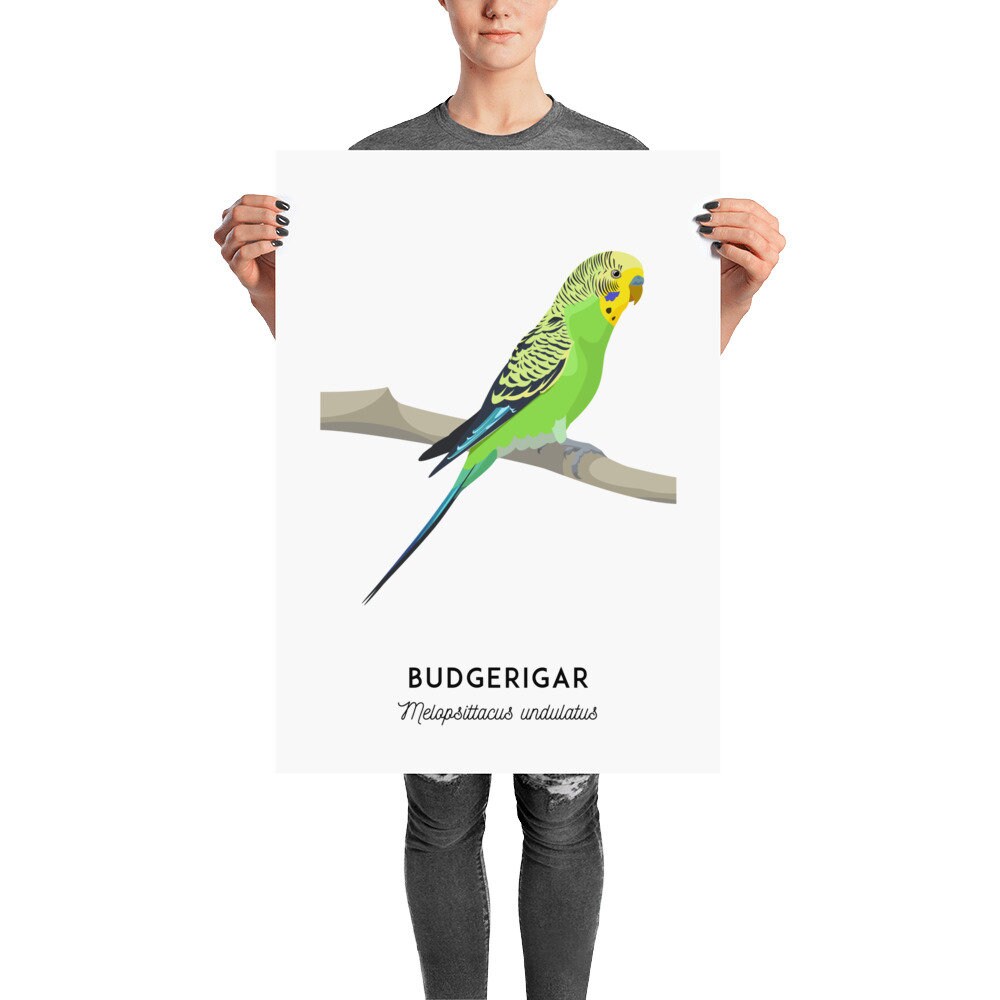 Budgie Poster, Budgerigar, Bird Print, Animal Print, Australian Native ...
