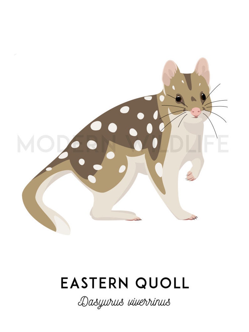 Quoll Print Printable Animal Art Australian Native - Etsy Australia