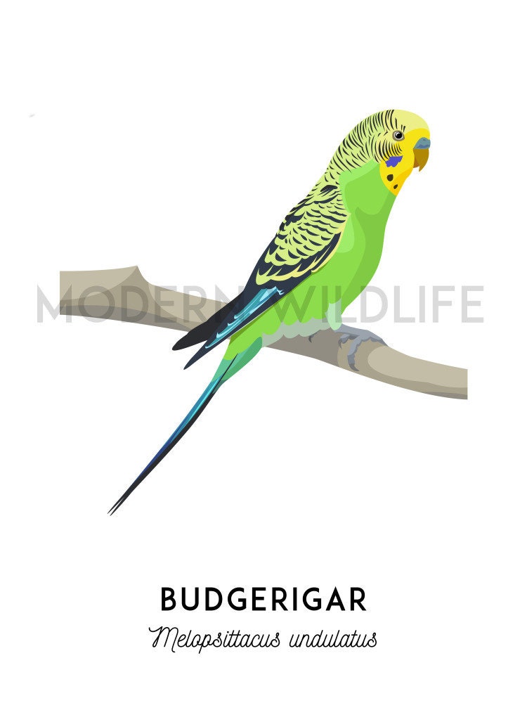 Budgie Poster, Budgerigar, Bird Print, Animal Print, Australian Native ...