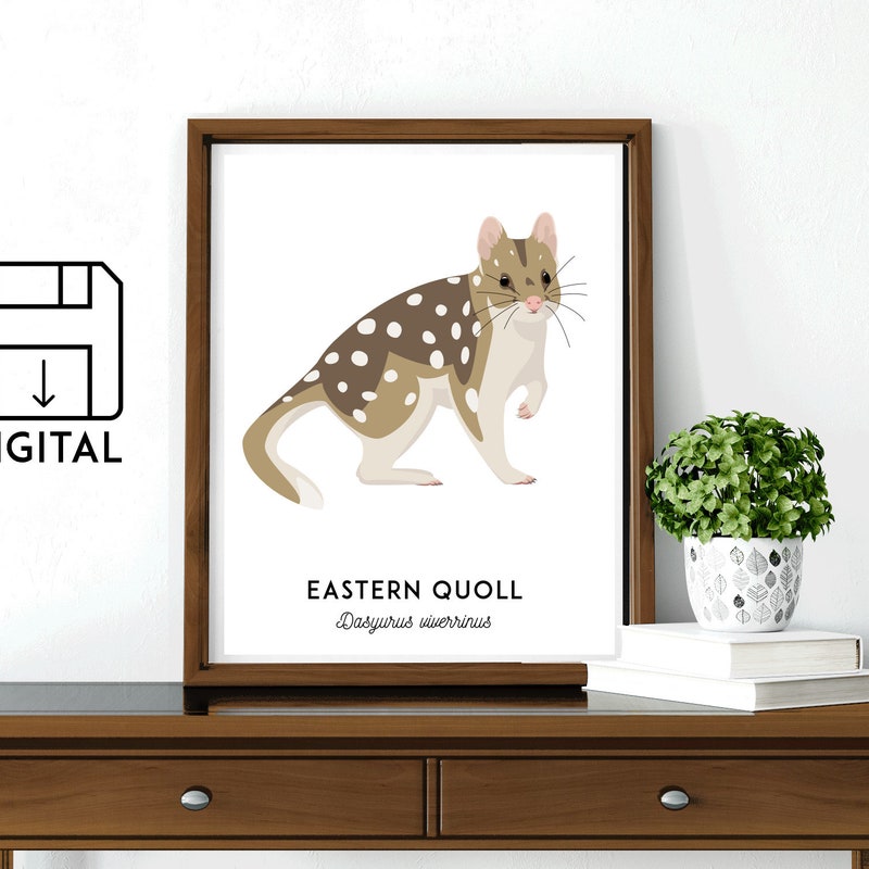 Quoll - Etsy