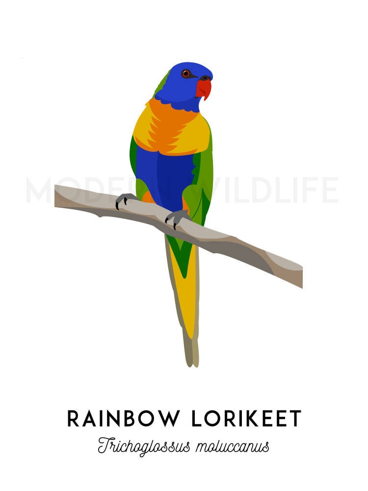 Rainbow Lorikeet Print, Printable Bird Print, Animal Print, Australian ...