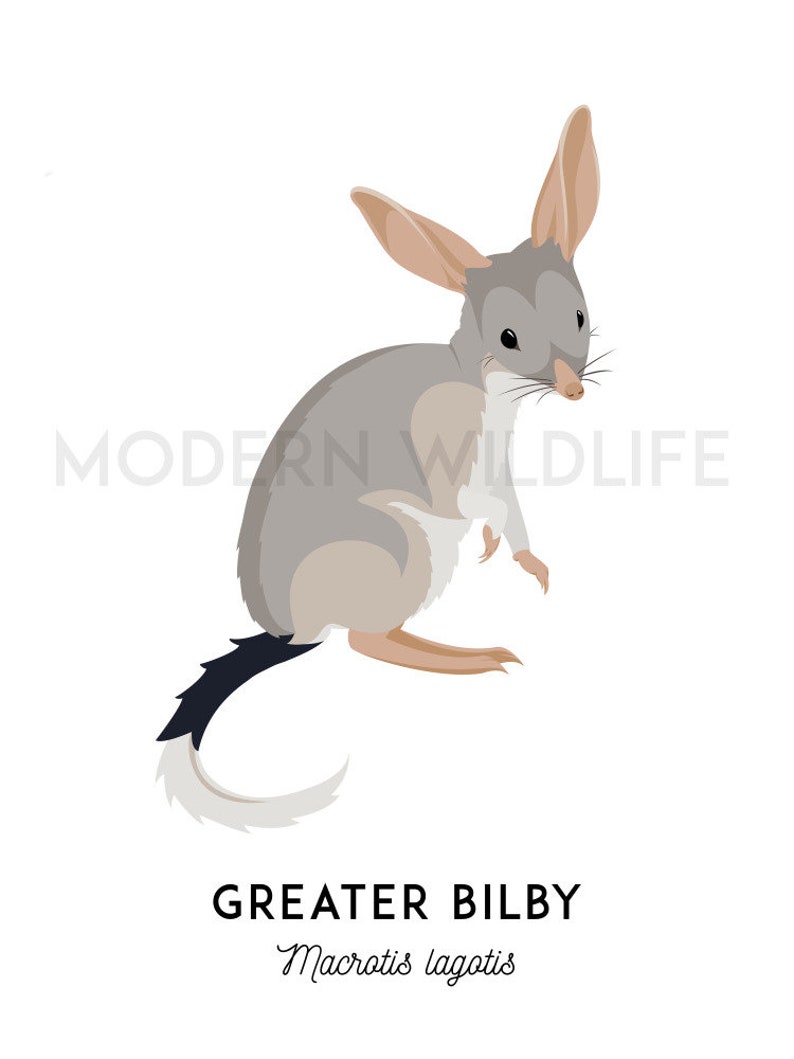 Bilby Print, Printable Animal Art, Australian Native, Bilby Art, Bilby ...