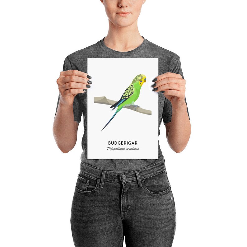 Budgie Poster, Budgerigar, Bird Print, Animal Print, Australian Native ...