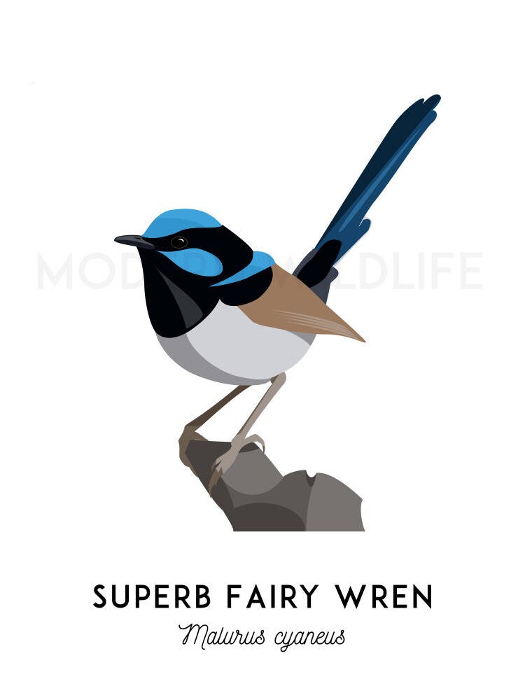 Blue Wren Print Printable Bird Art Wren Art Animal Print - Etsy Australia
