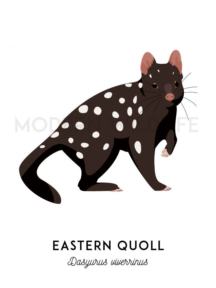 Quoll Print, Printable Animal Art, Australian Native, Australian Art ...
