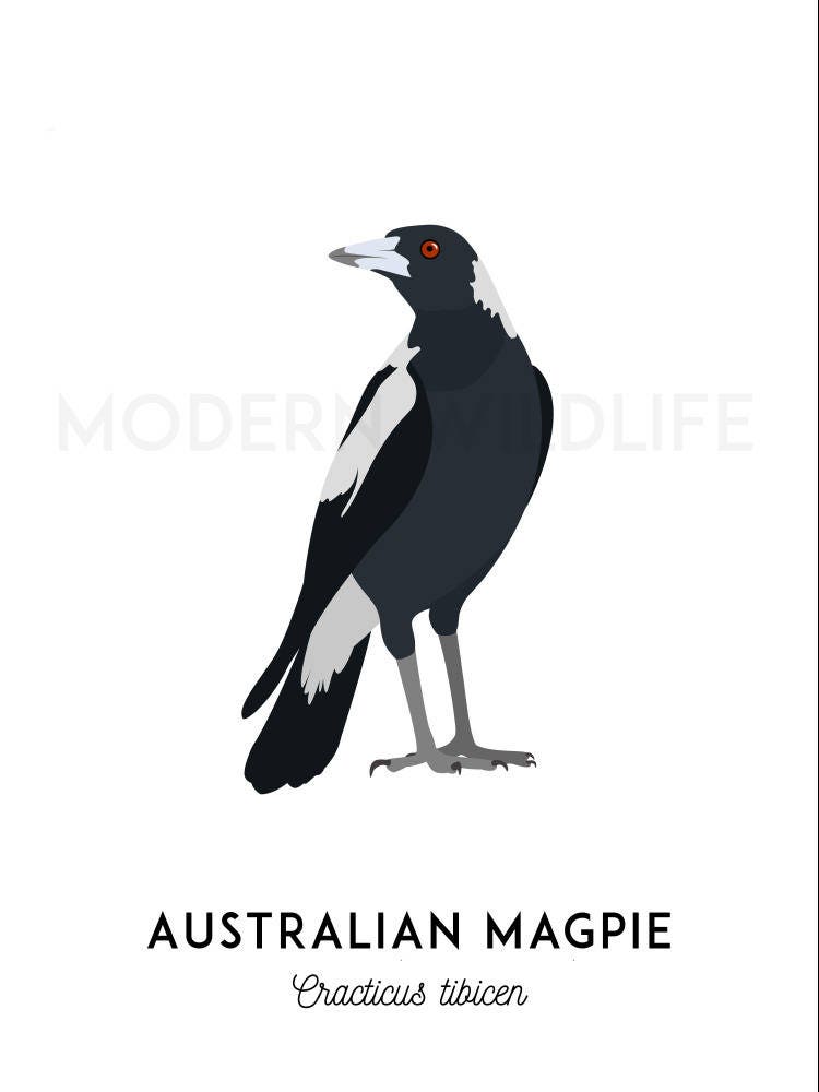 Magpie Print, Magpie Art, Magpie Poster, Magpie Wall Art, Australian ...