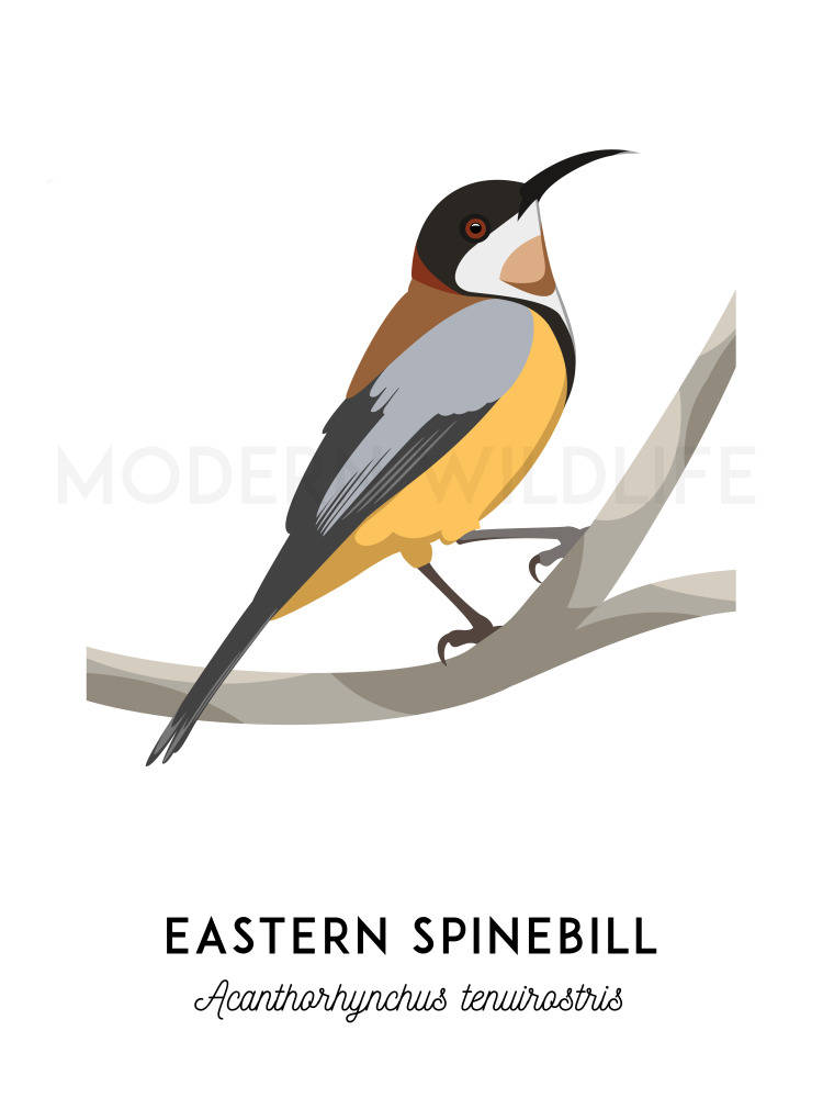 Eastern Spinebill Art Bird Art Printable Bird Print Animal - Etsy New ...