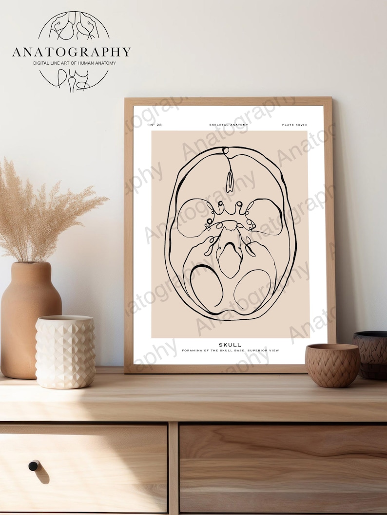 Anatomy Art Print - Foramina of Skull Base Superior View | 18x24 ...