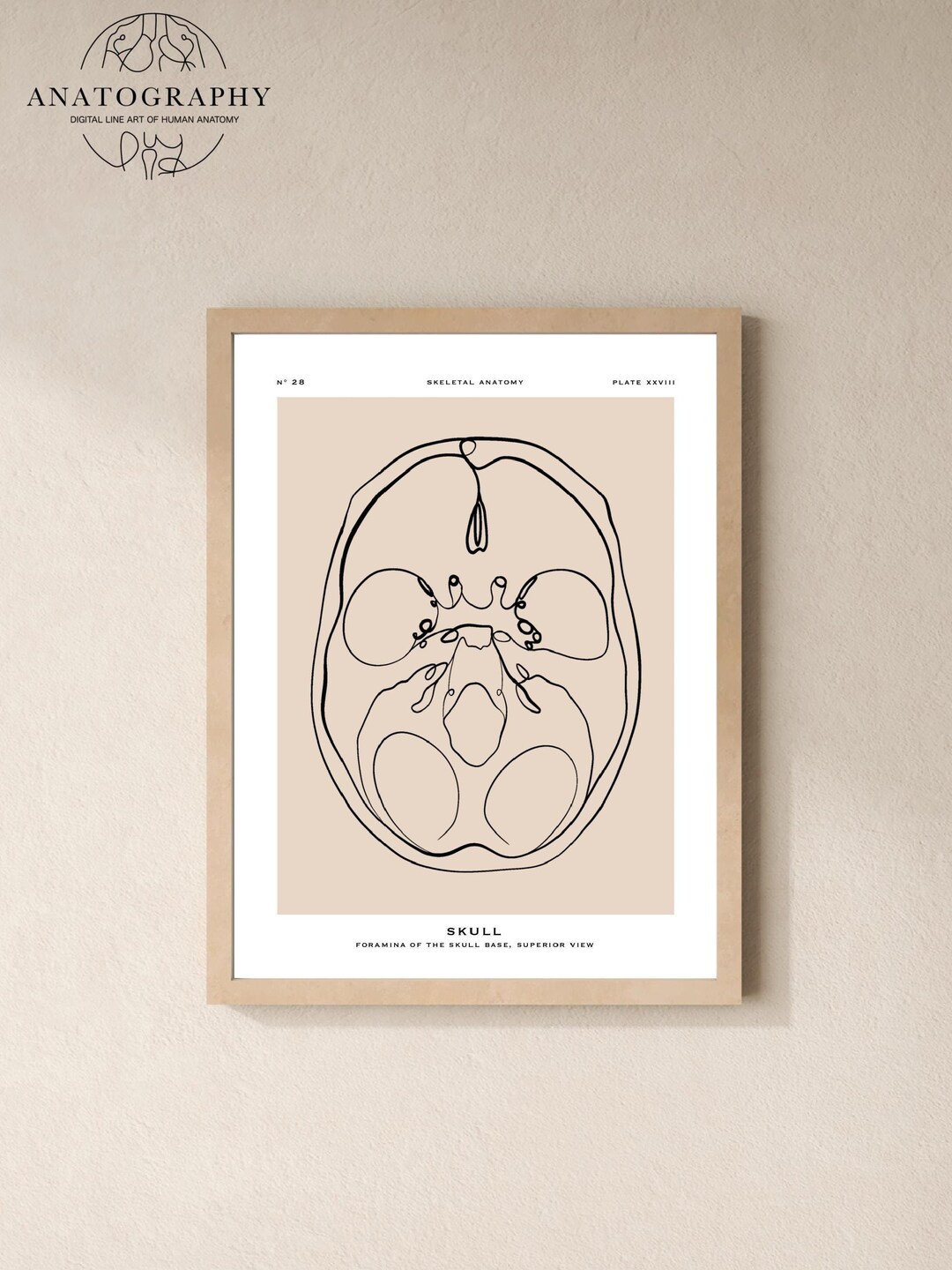 Anatomy Art Print - Foramina of Skull Base Superior View | 18x24 ...