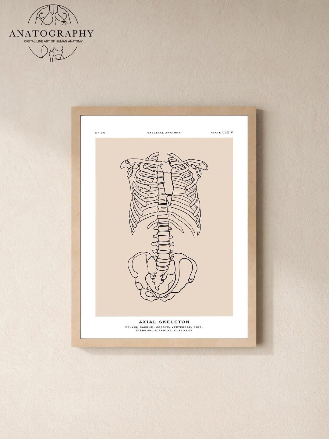 Axial Skeleton Anatomy Print | 18x24 Digital Poster of Vertebrae, Ribs ...