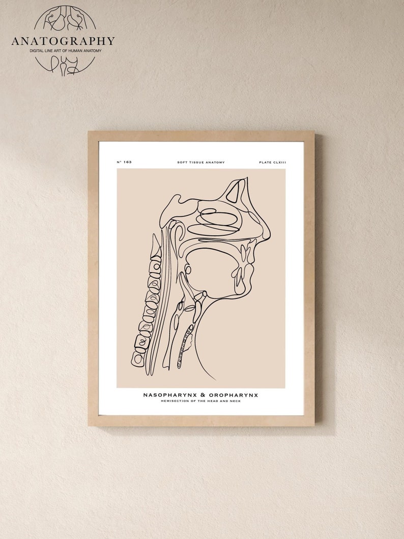 Nasopharynx & Oropharynx Anatomy Print | 18x24 Digital Medical Poster ...