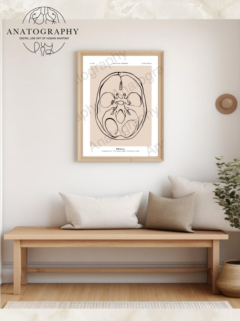 Anatomy Art Print - Foramina of Skull Base Superior View | 18x24 ...