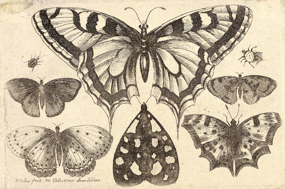 Antique Butterfly Etching Floral Botanical Plant Butterfly Horticulture ...