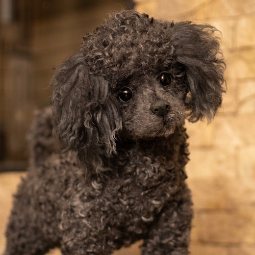 Puppy Michelle Realistic Toy made to Order Poodle Dog Toy - Etsy