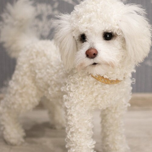 Puppy Michelle Realistic Toy made to Order Poodle Dog Toy - Etsy