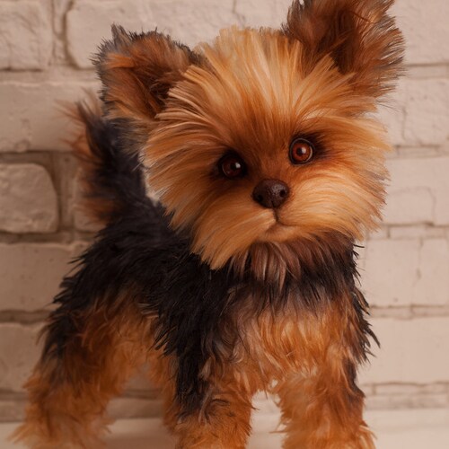 Puppy Barnie Yorkies made to Order Yorkshire Terrier York - Etsy