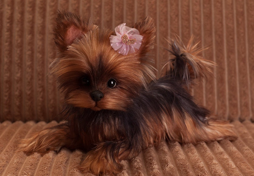 Brown Teacup Yorkie